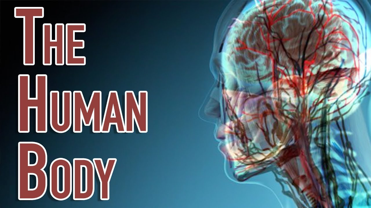 The Human Body | Facts About the Parts of the Human Body System ...